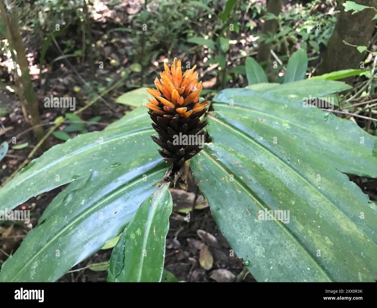 Renealmia cernua hi-res stock photography and images - Alamy