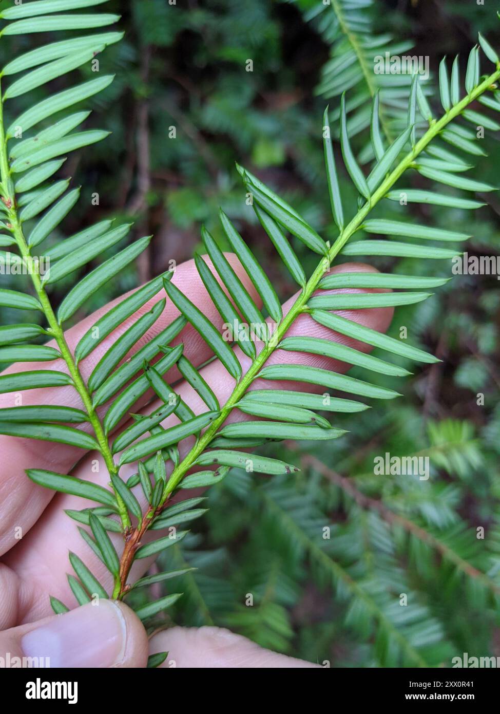 Pacific yew (Taxus brevifolia) Plantae Stock Photo - Alamy