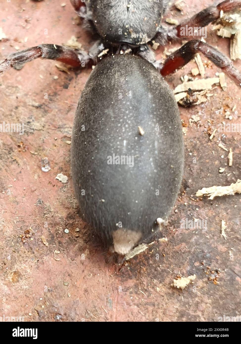 Eastern White-tail Spider (Lampona murina) Arachnida Stock Photo - Alamy