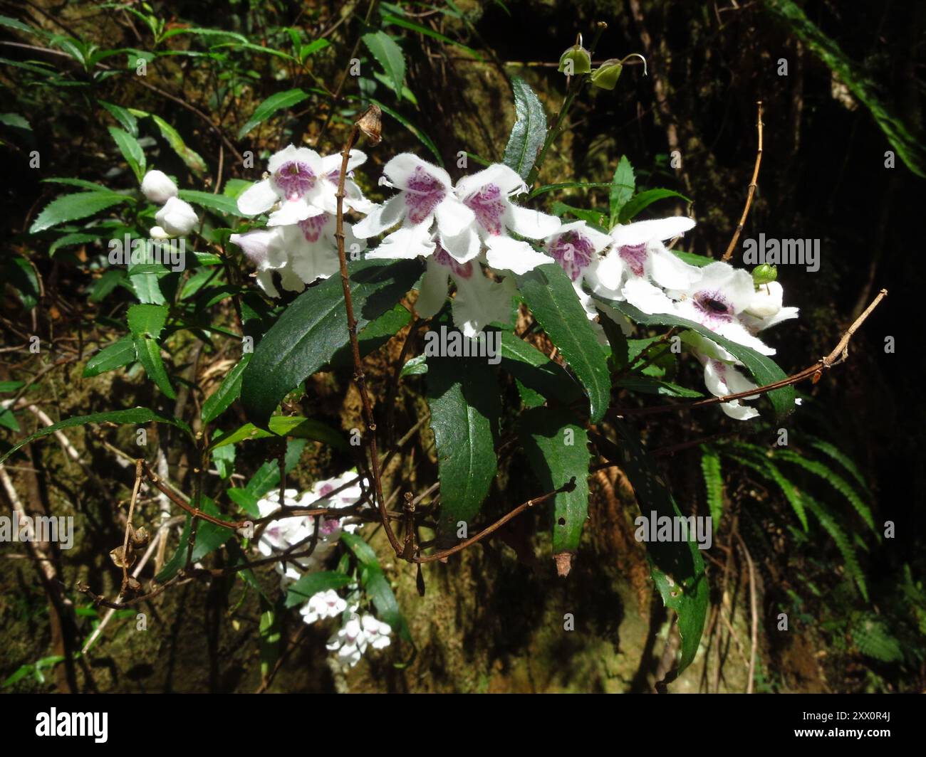 Christmas Bush (Prostanthera lasianthos) Plantae Stock Photo - Alamy