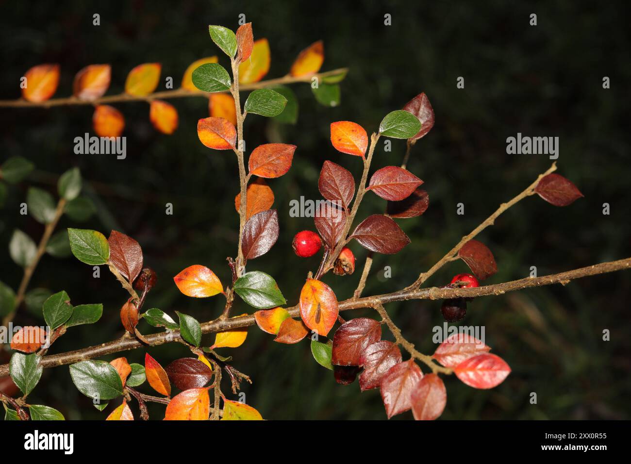 Himalayan cotoneaster (Cotoneaster simonsii) Plantae Stock Photo - Alamy