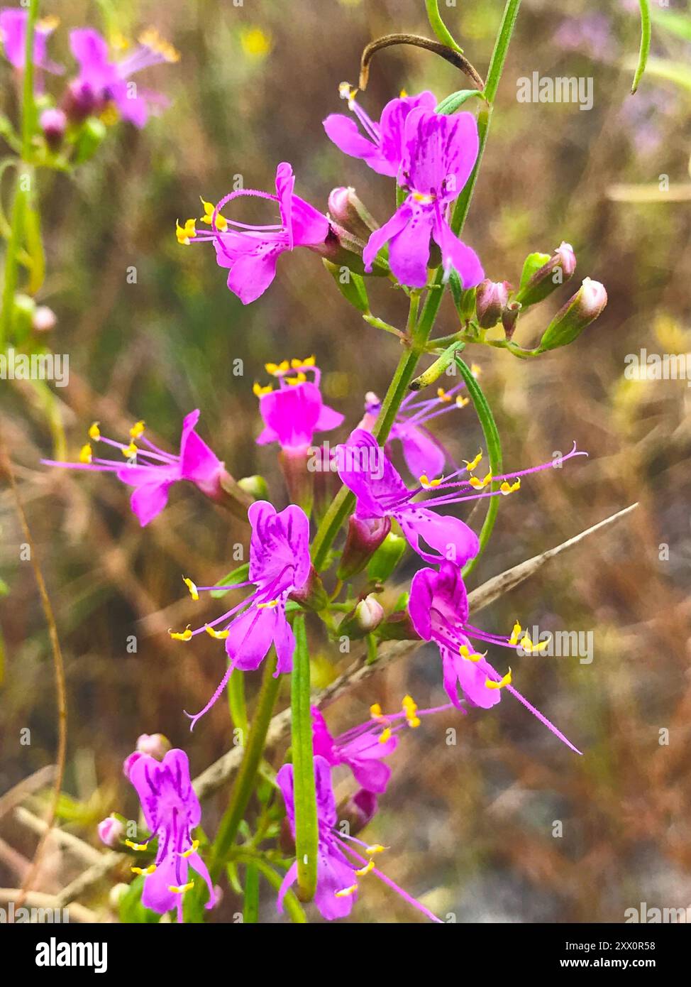 coastalplain balm (Dicerandra linearifolia) Plantae Stock Photo - Alamy