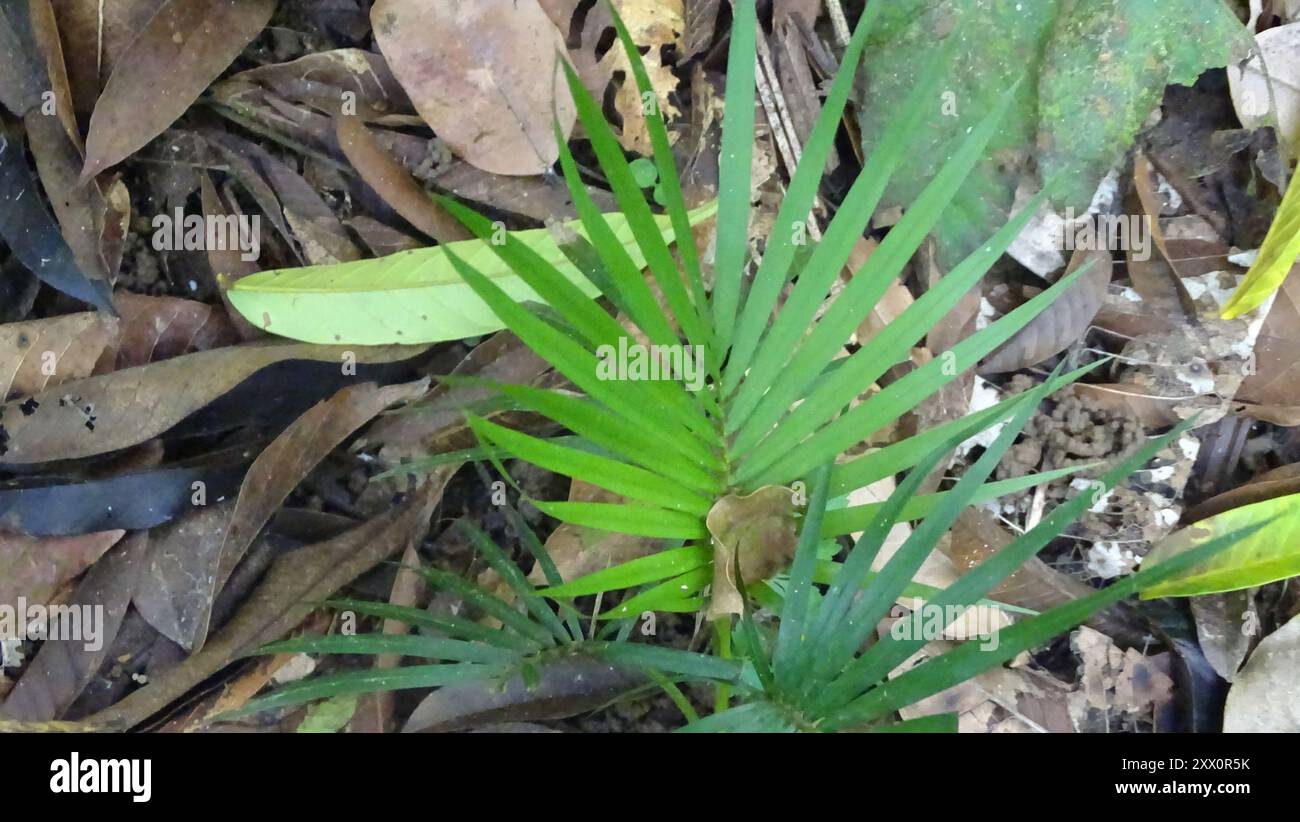 monocots (Liliopsida) Plantae Stock Photo - Alamy