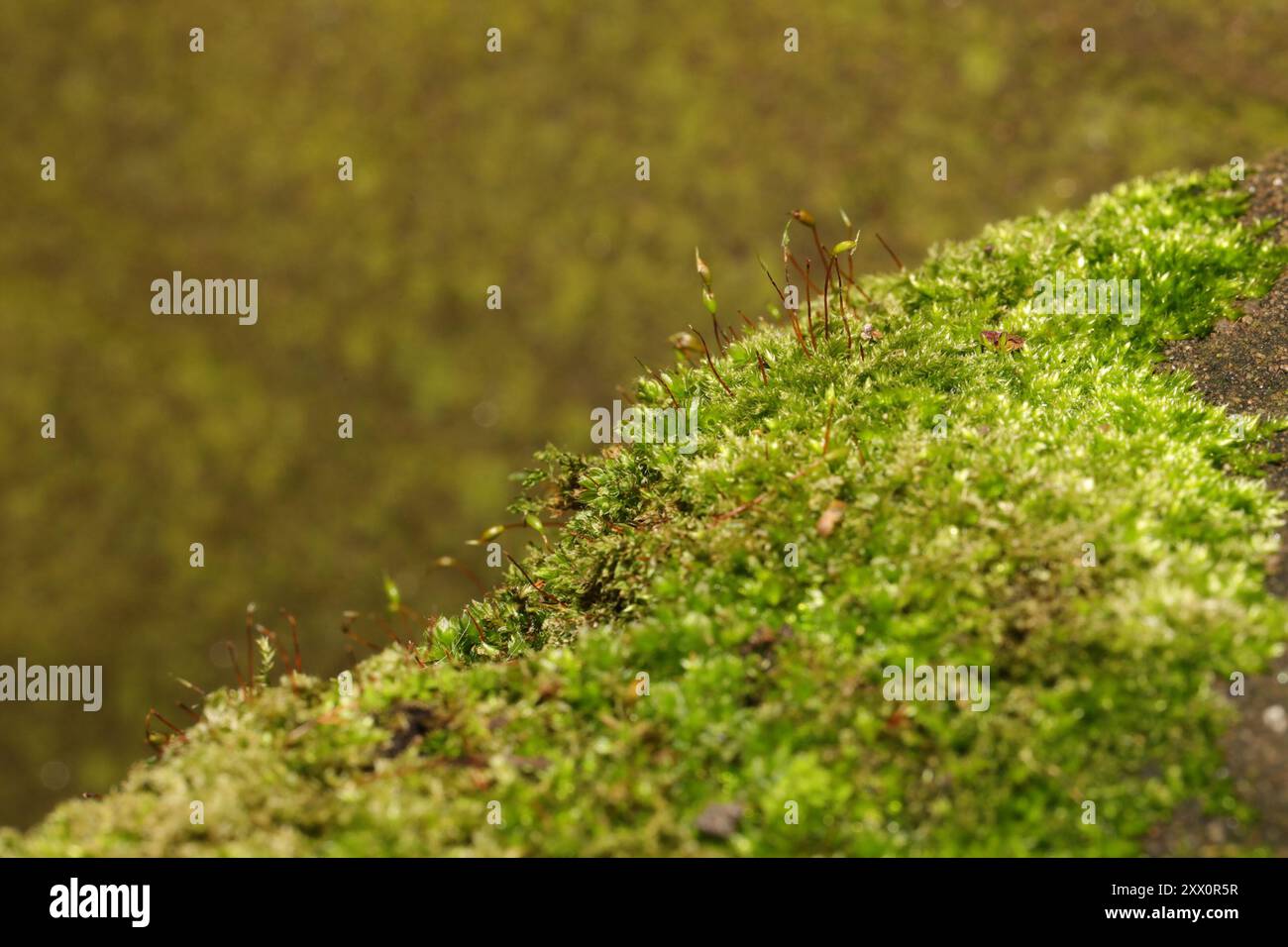 Clustered Feather-moss (Rhynchostegium confertum) Plantae Stock Photo ...