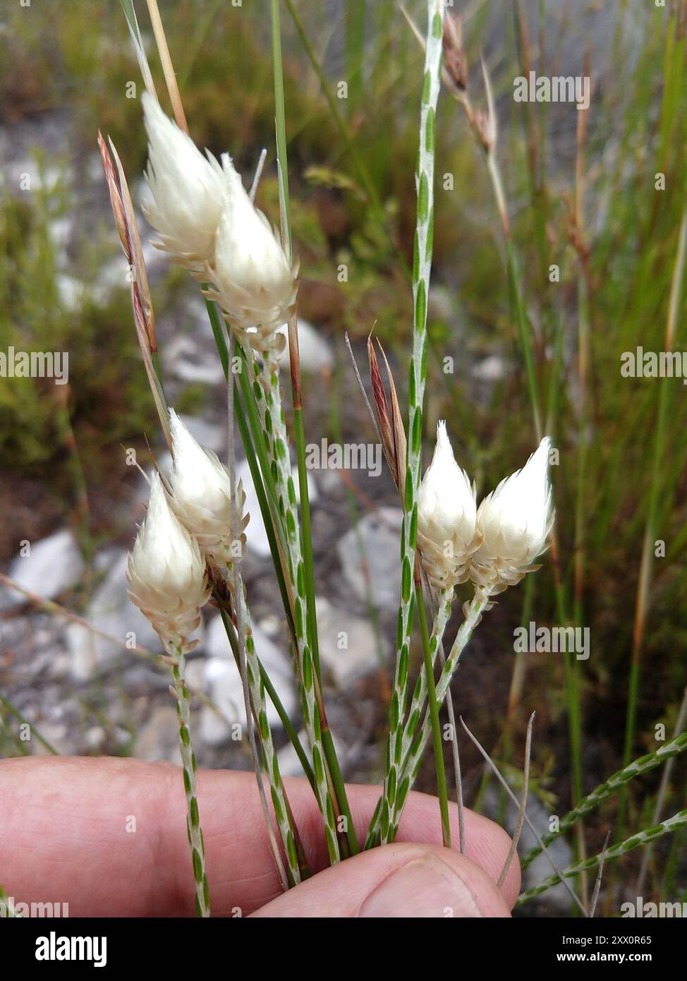 Common Scaly Sewejaartjie (Edmondia sesamoides) Plantae Stock Photo - Alamy