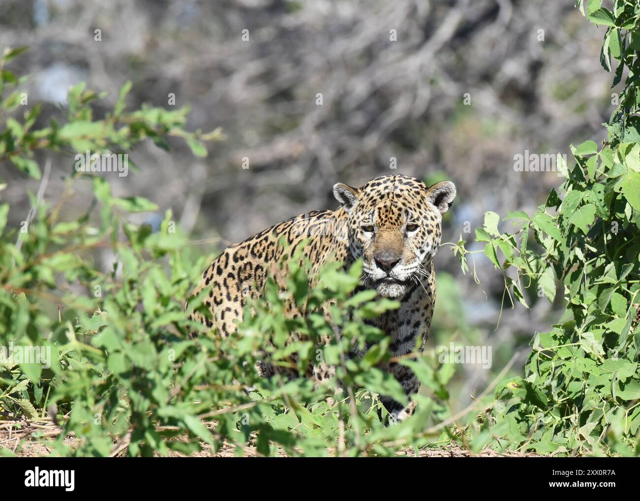 Male jaguar hunting along riverbank Stock Photo - Alamy