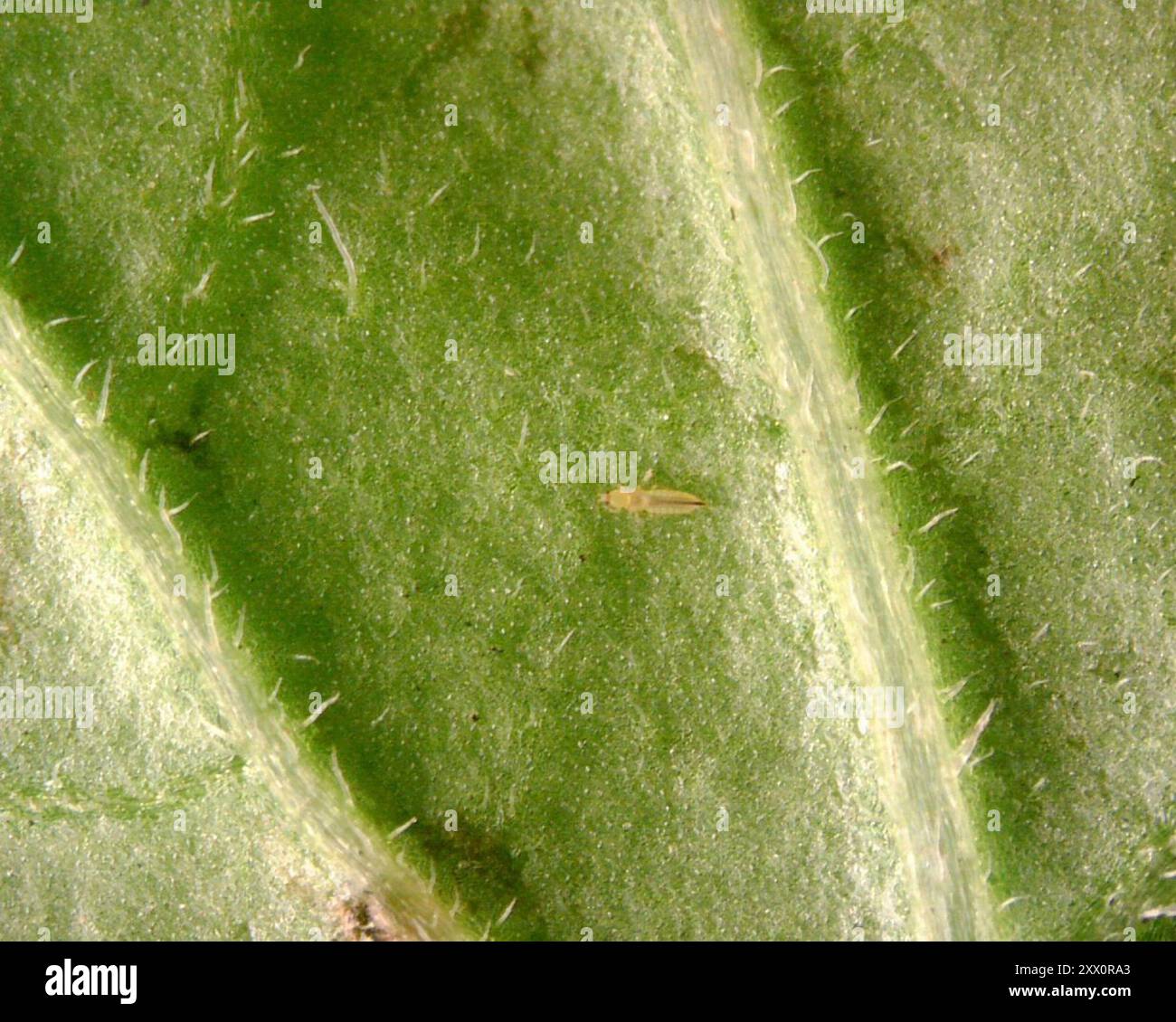 Chilli Thrips (Scirtothrips dorsalis) Insecta Stock Photo - Alamy