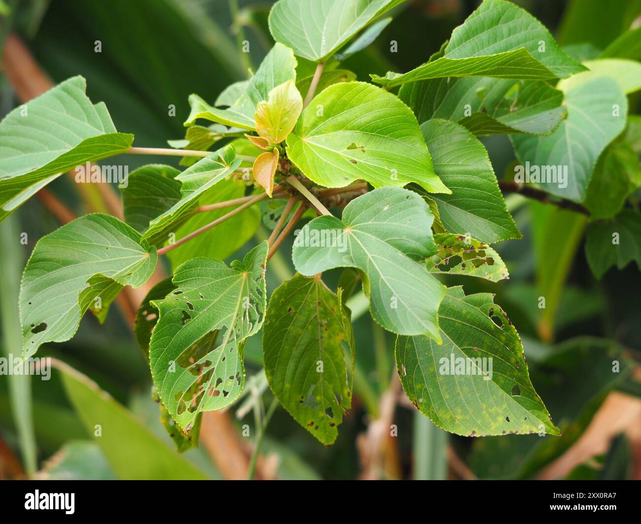(Acalypha angatensis) Plantae Stock Photo - Alamy