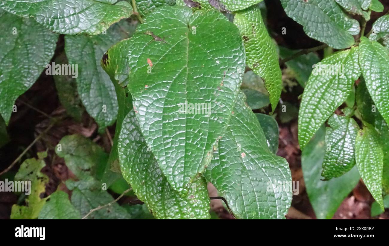 pepper plants (Piper) Plantae Stock Photo - Alamy