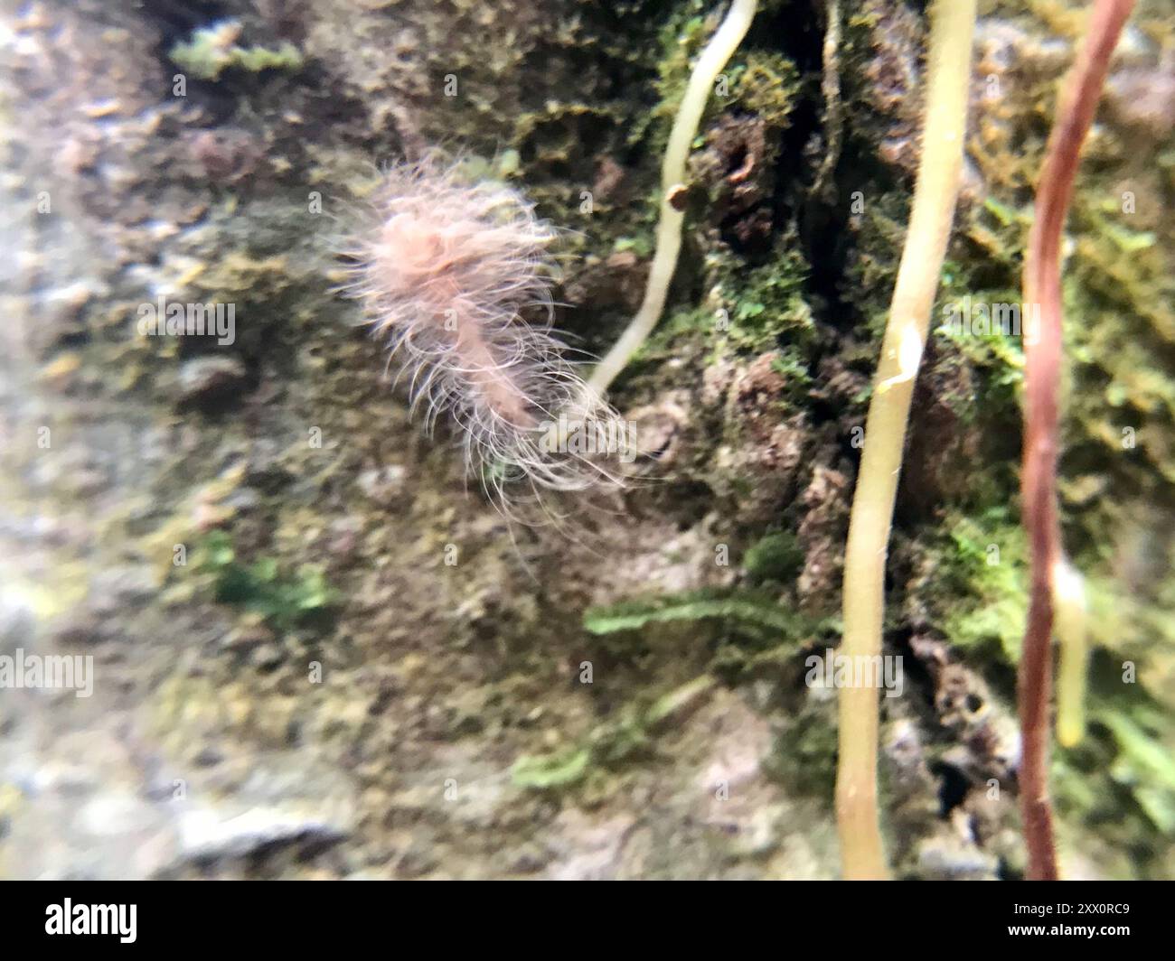 Lichen Moths (Lithosiini) Insecta Stock Photo - Alamy
