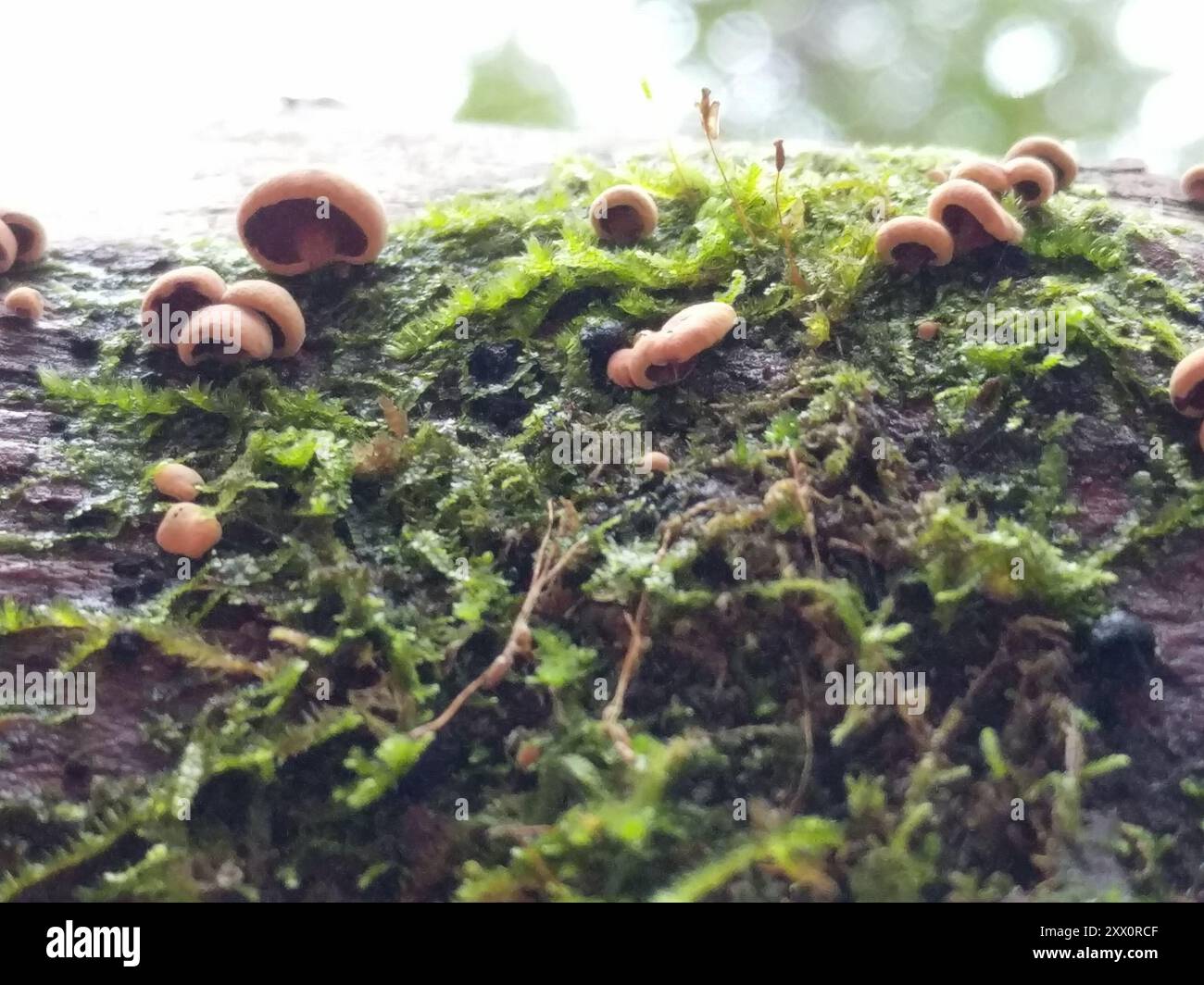 (Anthracophyllum lateritium) Fungi Stock Photo - Alamy