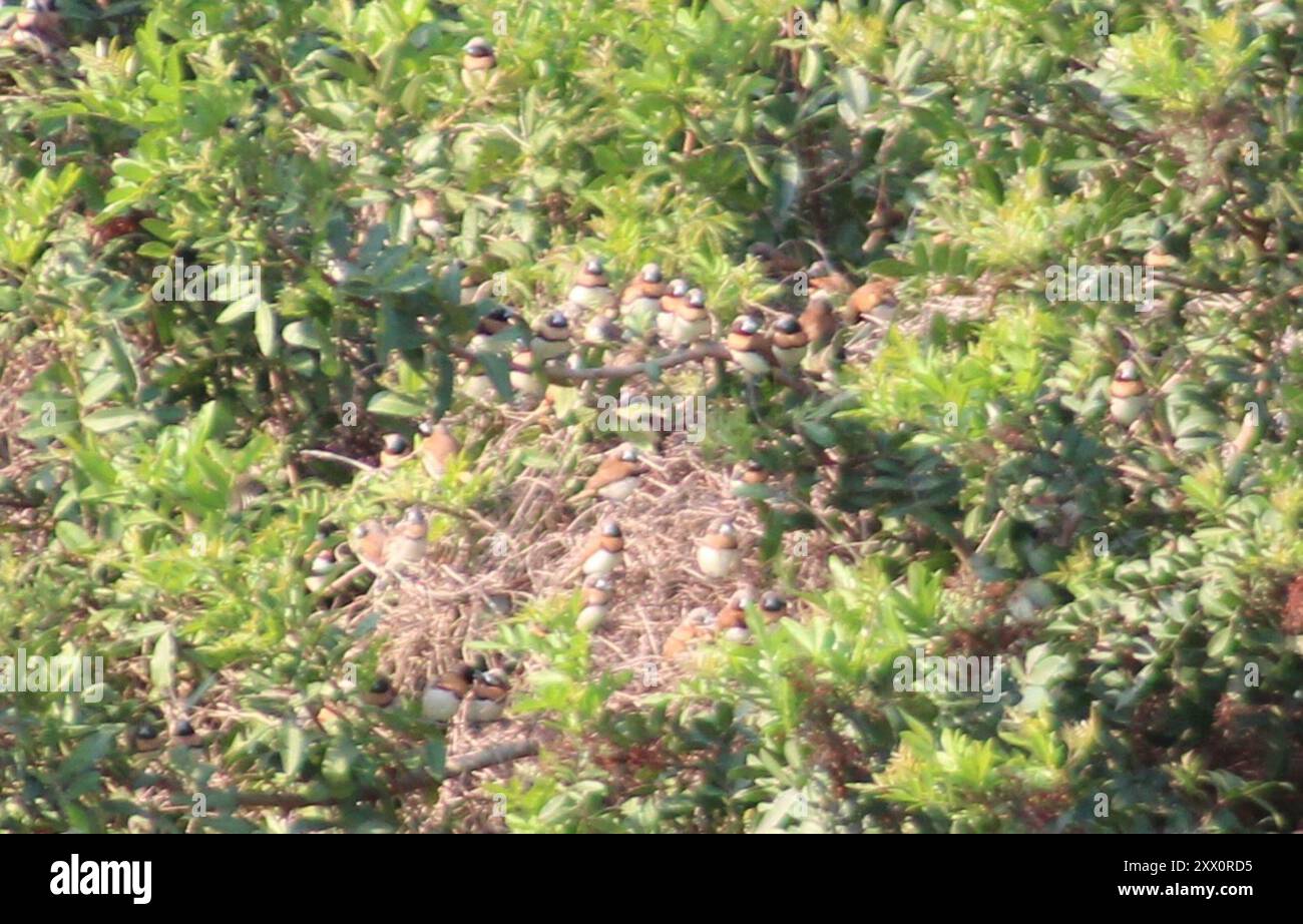Chestnut-breasted Munia (Lonchura castaneothorax) Aves Stock Photo - Alamy