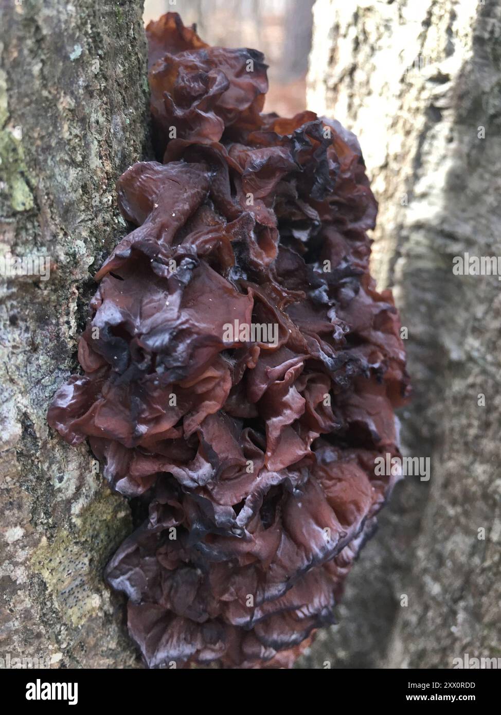 Leafy Brain (Phaeotremella foliacea) Fungi Stock Photo - Alamy