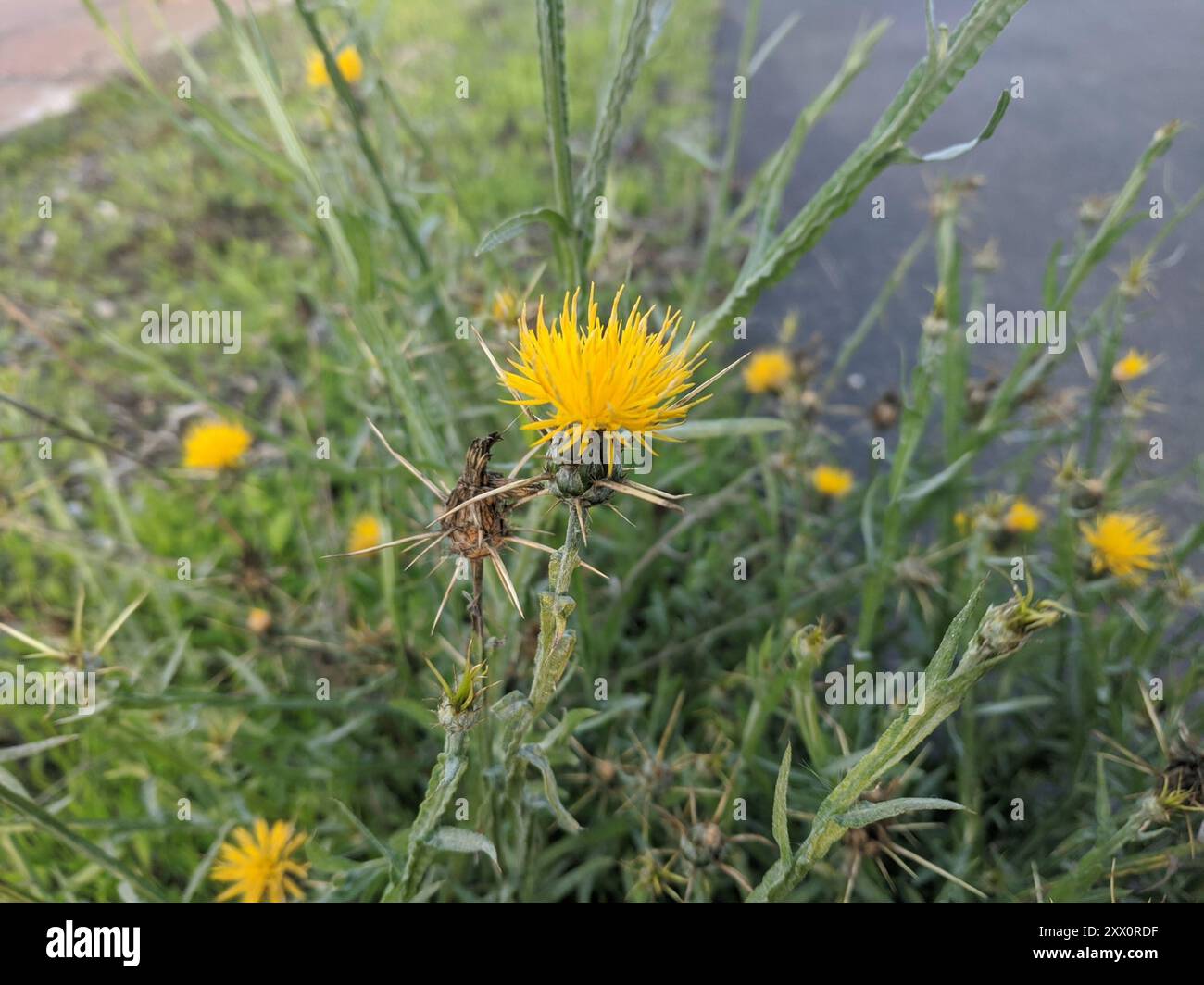 Yellow Star-Thistle (Centaurea solstitialis) Plantae Stock Photo - Alamy