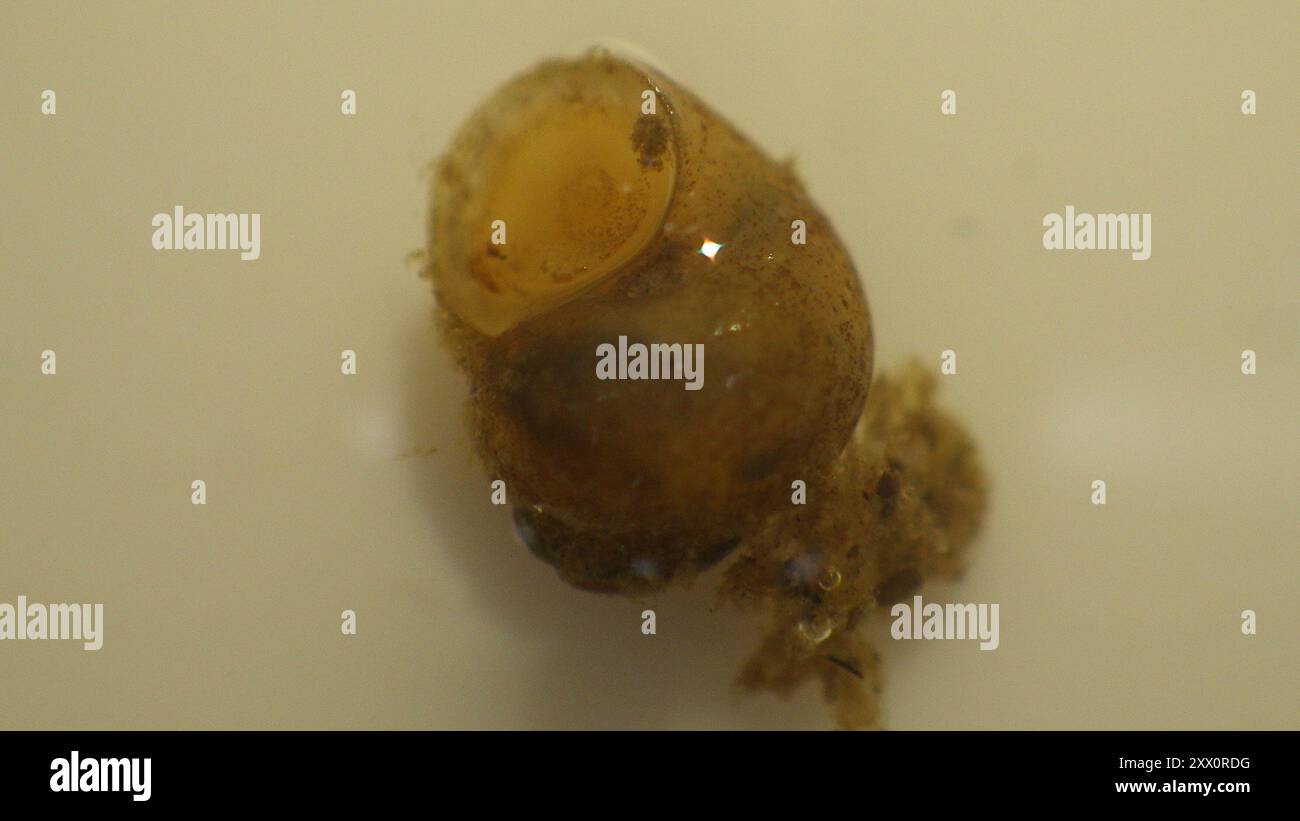 Hydrobiid Mud Snails (Hydrobiidae) Mollusca Stock Photo - Alamy