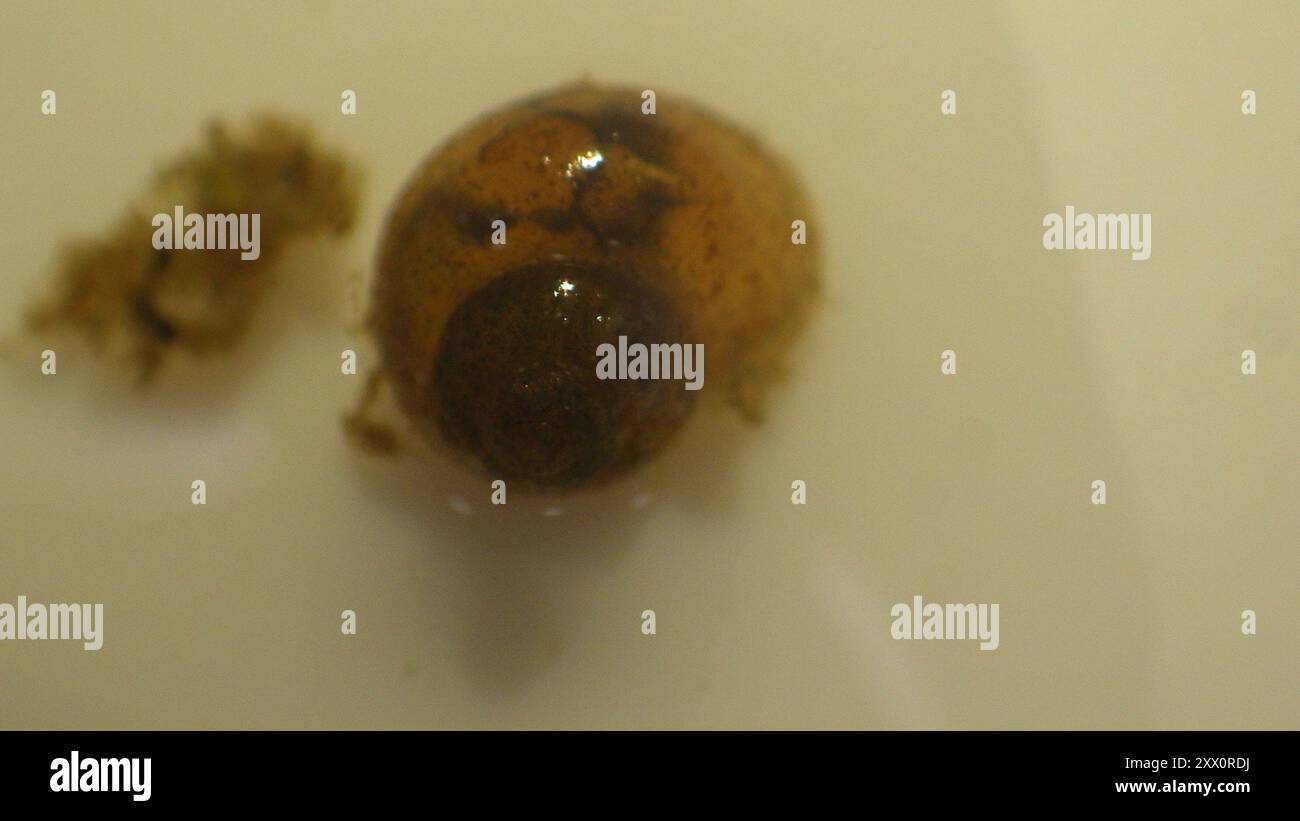 Hydrobiid Mud Snails (Hydrobiidae) Mollusca Stock Photo - Alamy