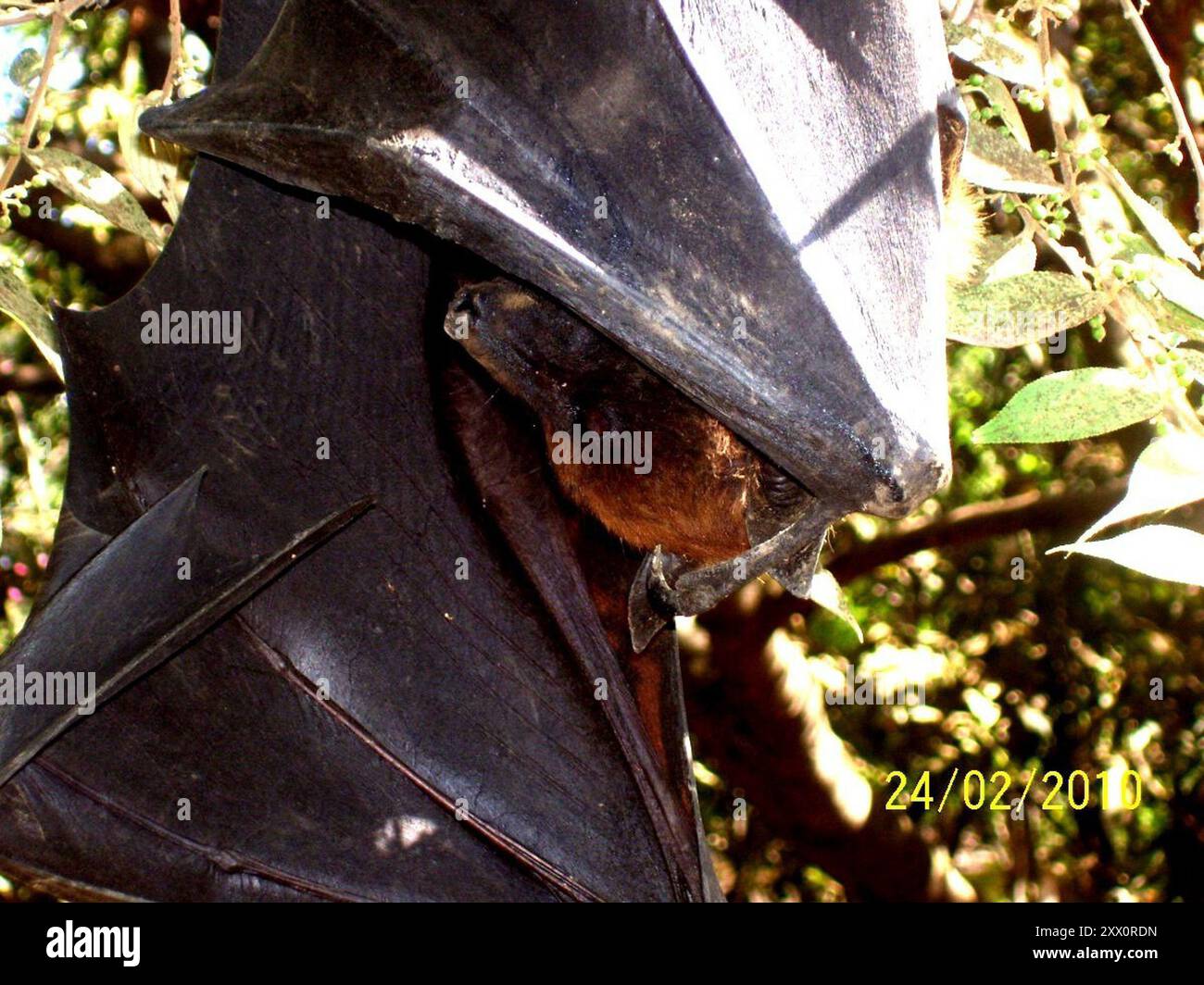 Indian Flying-fox (Pteropus giganteus) Mammalia Stock Photo - Alamy