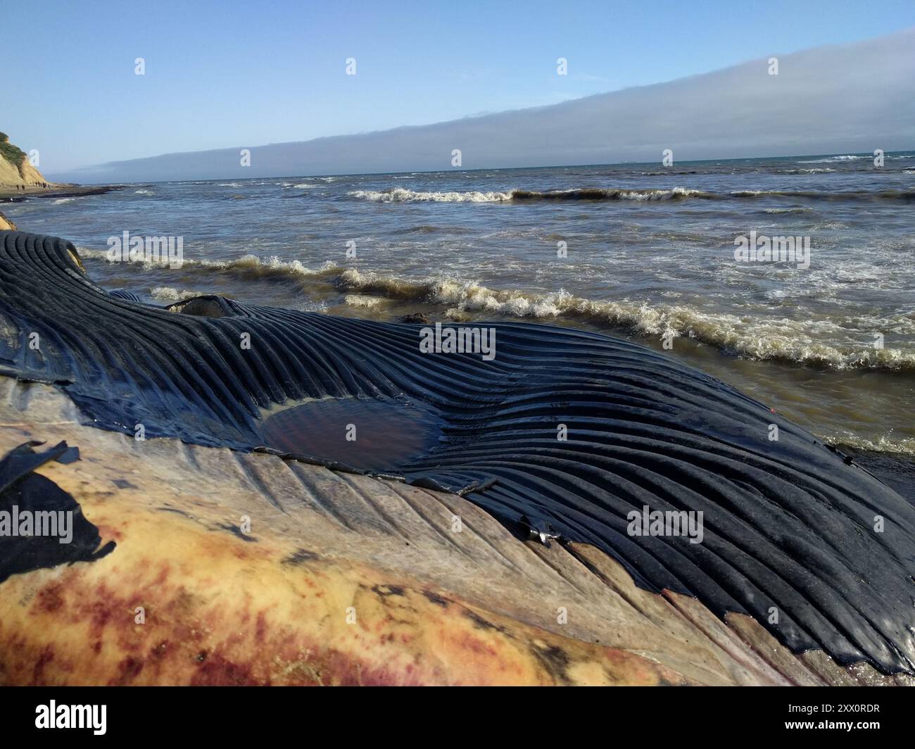 Blue Whale (Balaenoptera musculus) Mammalia Stock Photo - Alamy