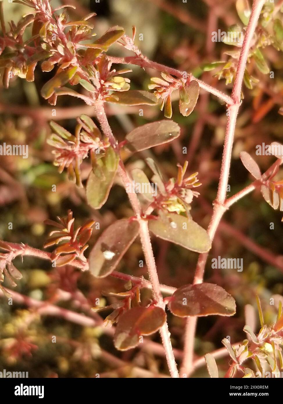 Spotted spurge (Euphorbia maculata) Plantae Stock Photo - Alamy
