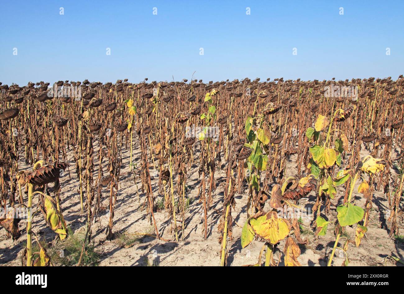Nice sunflower field hi-res stock photography and images - Alamy