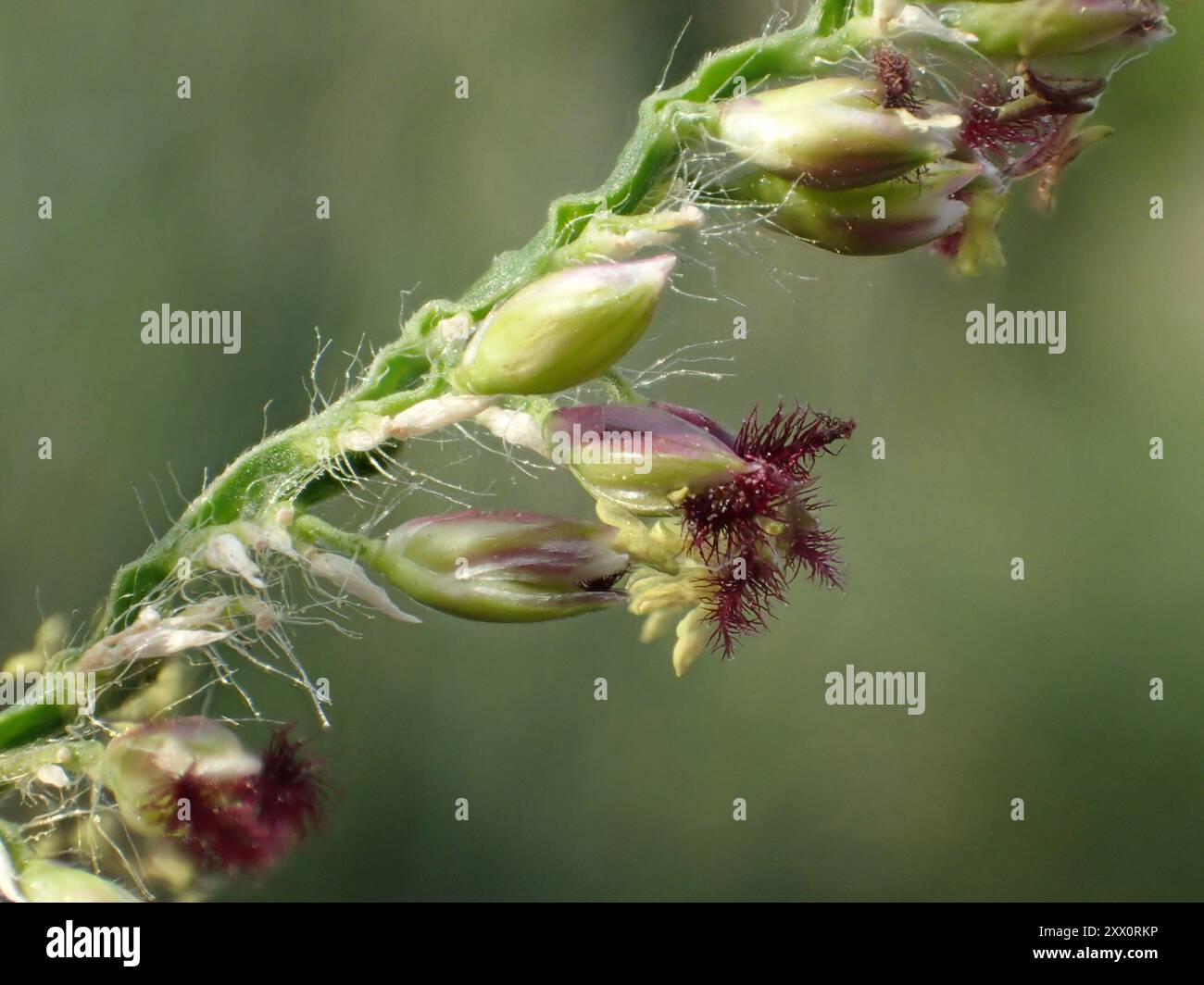 Para Grass (Urochloa mutica) Plantae Stock Photo - Alamy