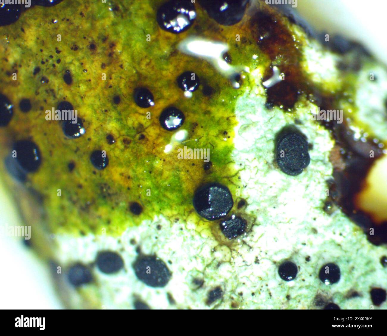 Common Button Lichen (Buellia erubescens) Fungi Stock Photo - Alamy