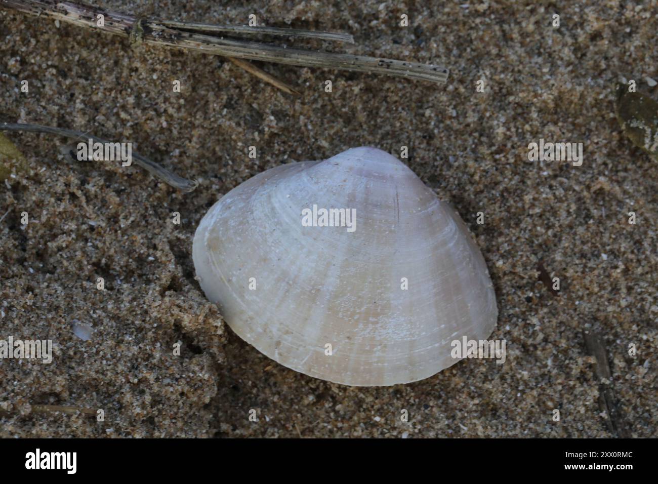 Rayed trough shell hi-res stock photography and images - Alamy