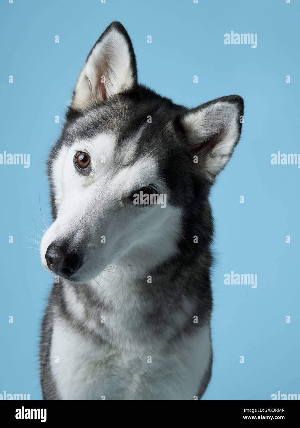 Attentive Siberian Husky portrayed in a serene studio, sky-blue ...