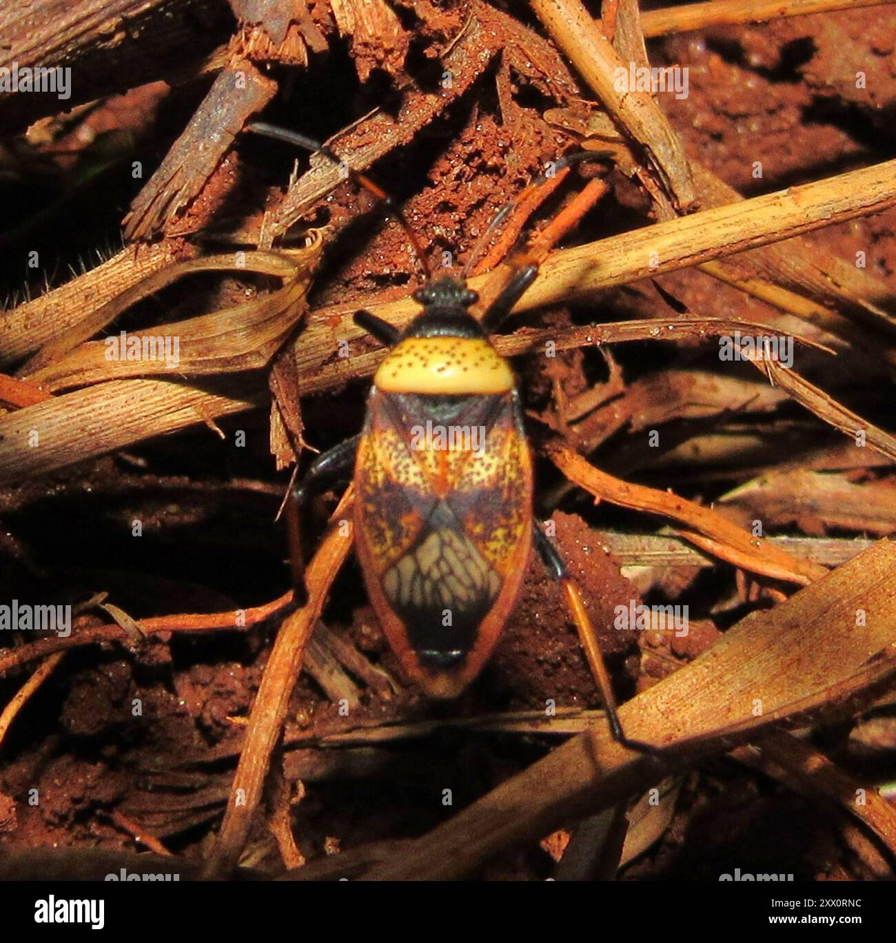 (Largus humilis) Insecta Stock Photo - Alamy