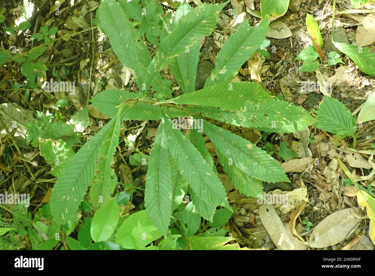 Guinea-flower family (Dilleniaceae) Plantae Stock Photo - Alamy