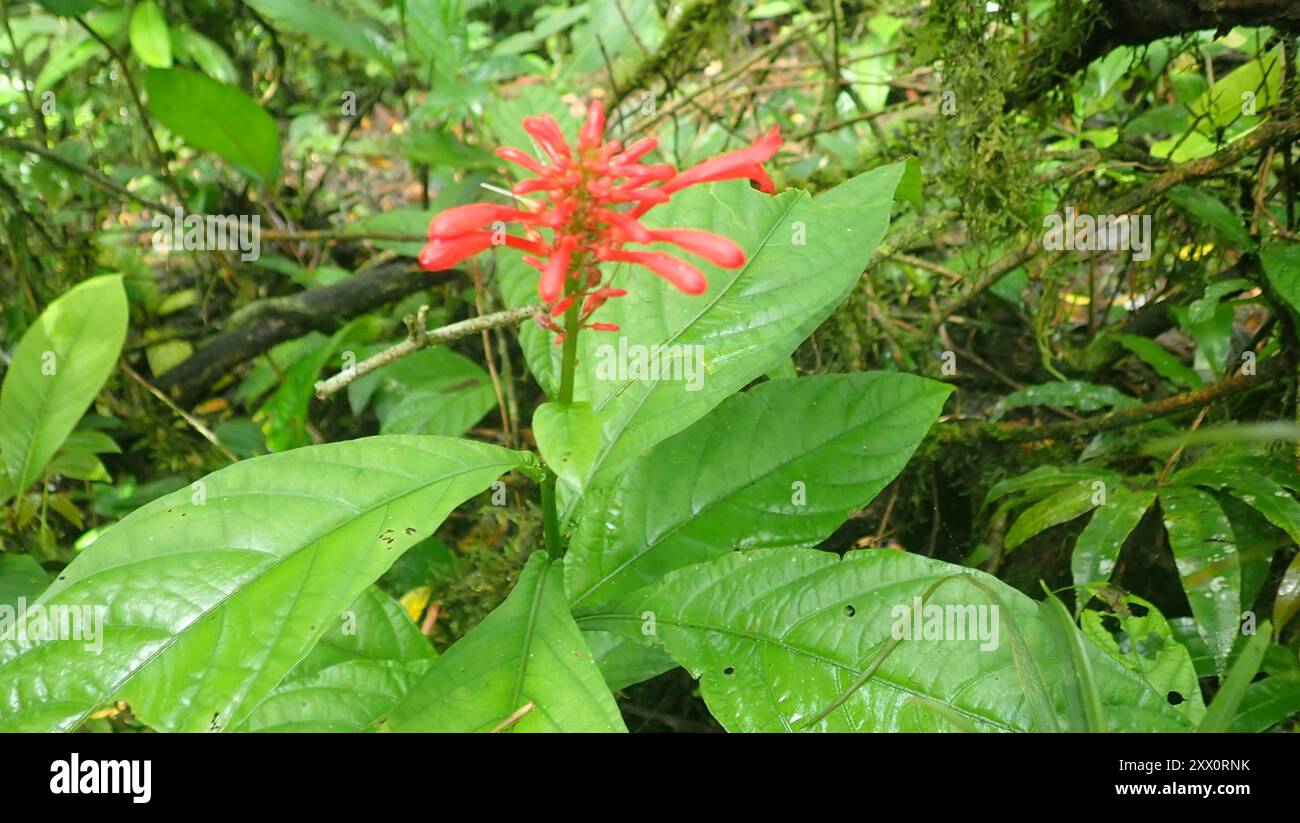 Firespike (Odontonema tubaeforme) Plantae Stock Photo - Alamy