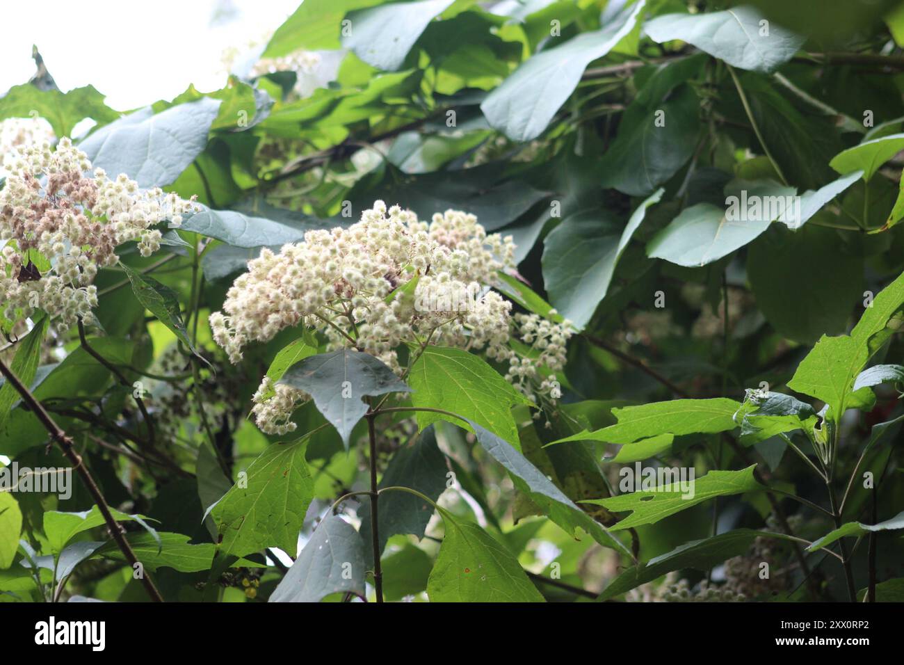 (Montanoa tomentosa xanthiifolia) Plantae Stock Photo - Alamy