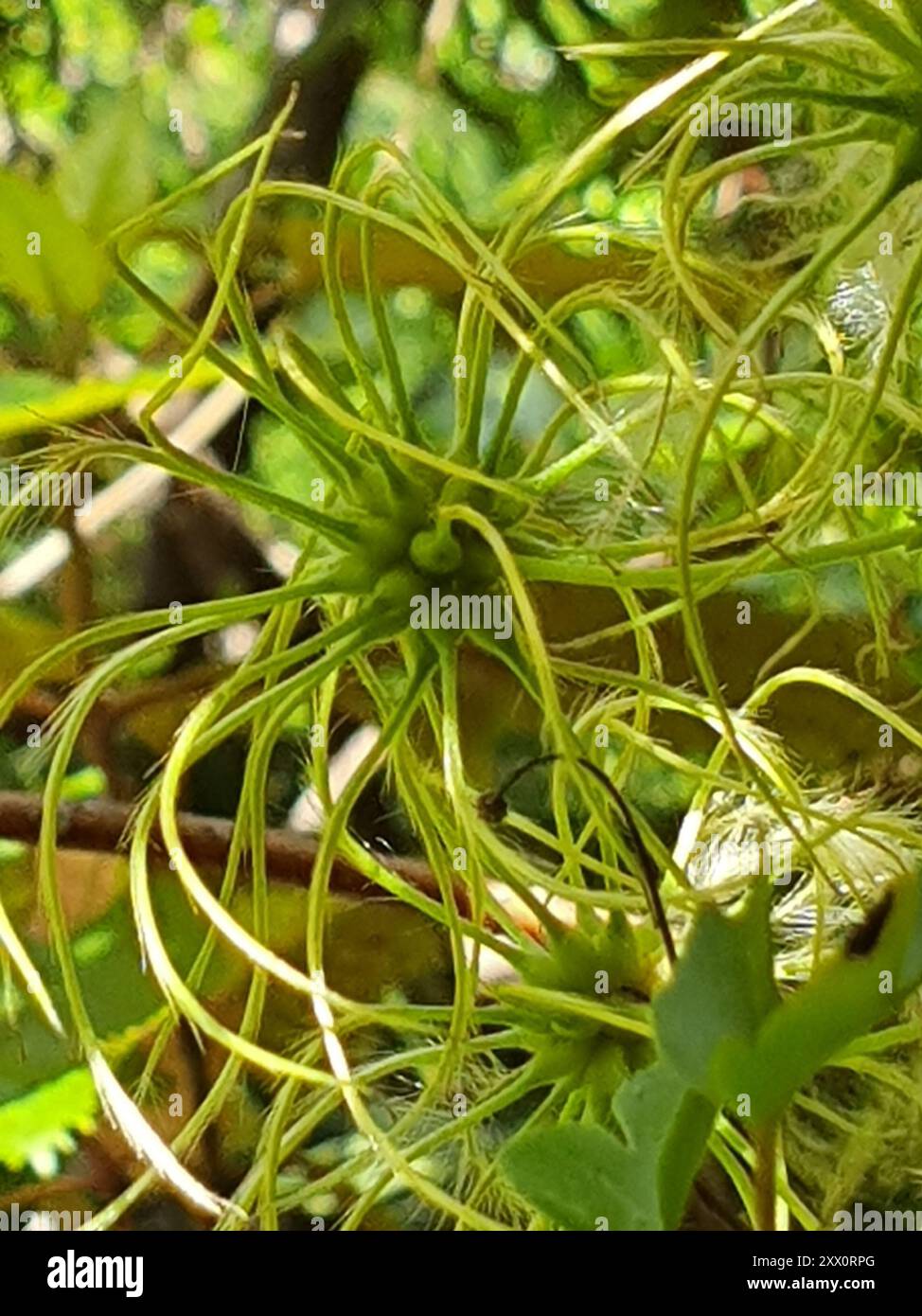 Forster's Clematis (Clematis forsteri) Plantae Stock Photo - Alamy
