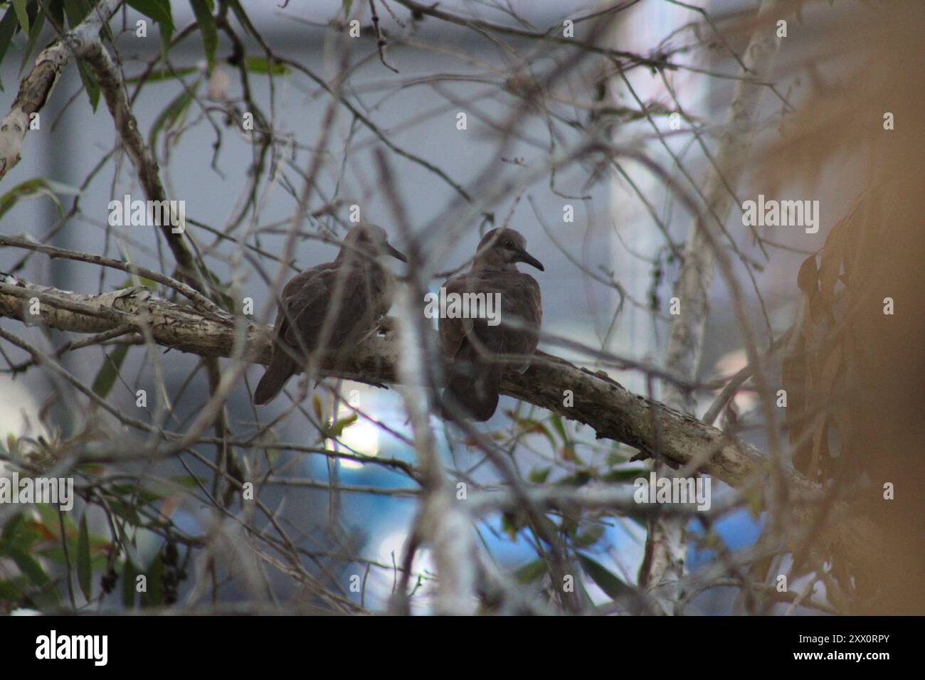 Bar-shouldered Dove (Geopelia humeralis) Aves Stock Photo - Alamy