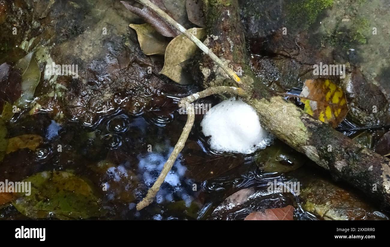 Túngara Frog (Engystomops pustulosus) Amphibia Stock Photo - Alamy