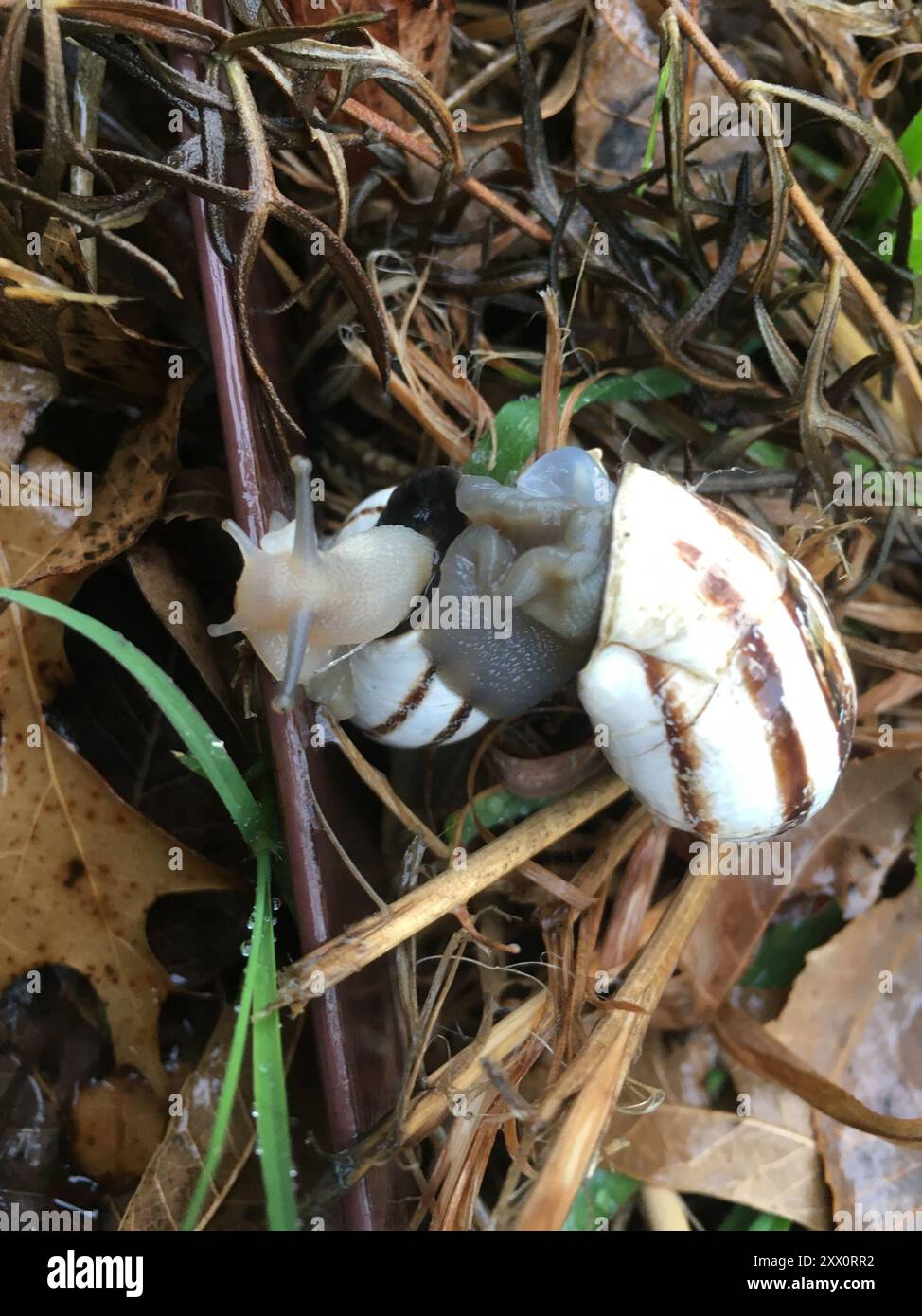 Milk Snail (Otala lactea) Mollusca Stock Photo - Alamy