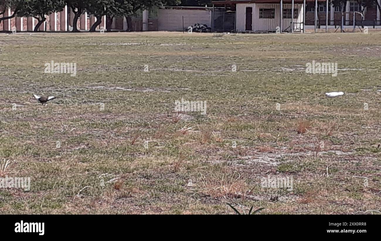 Pigeons and Doves (Columbiformes) Aves Stock Photo - Alamy