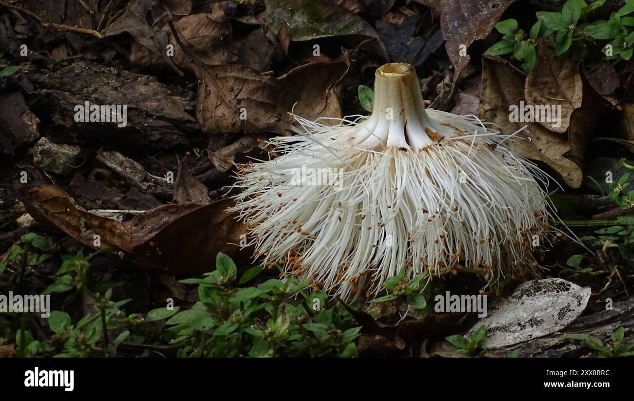 Barrigon Kapoktree (Pseudobombax septenatum) Plantae Stock Photo - Alamy
