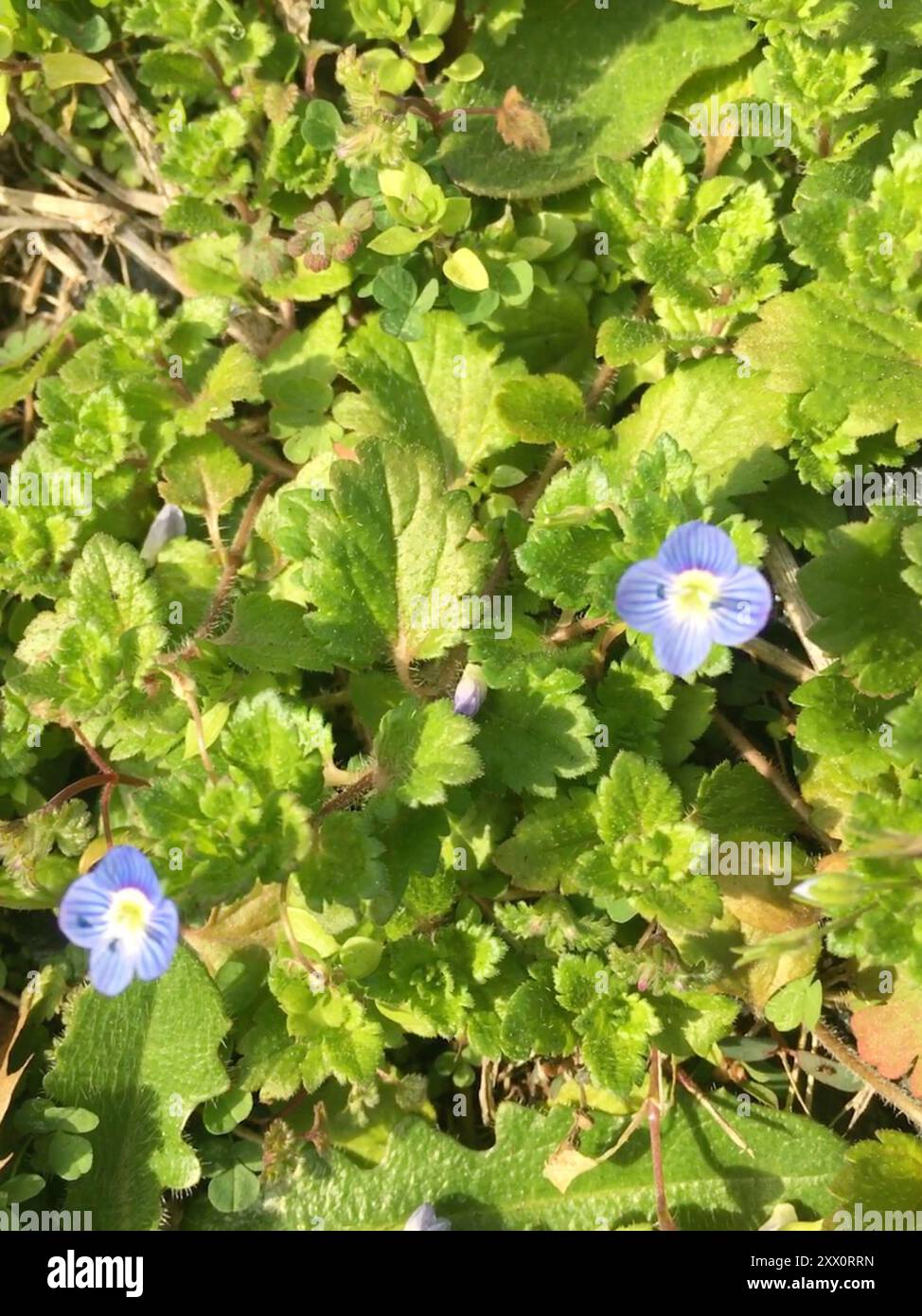 bird's-eye speedwell (Veronica persica) Plantae Stock Photo - Alamy