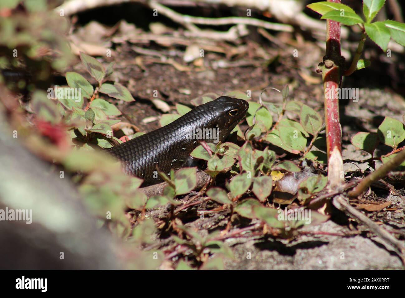 Land Mullet (Bellatorias major) Reptilia Stock Photo - Alamy