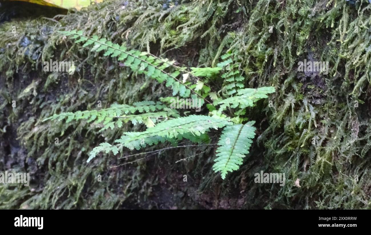 Spleenworts (Asplenium) Plantae Stock Photo - Alamy