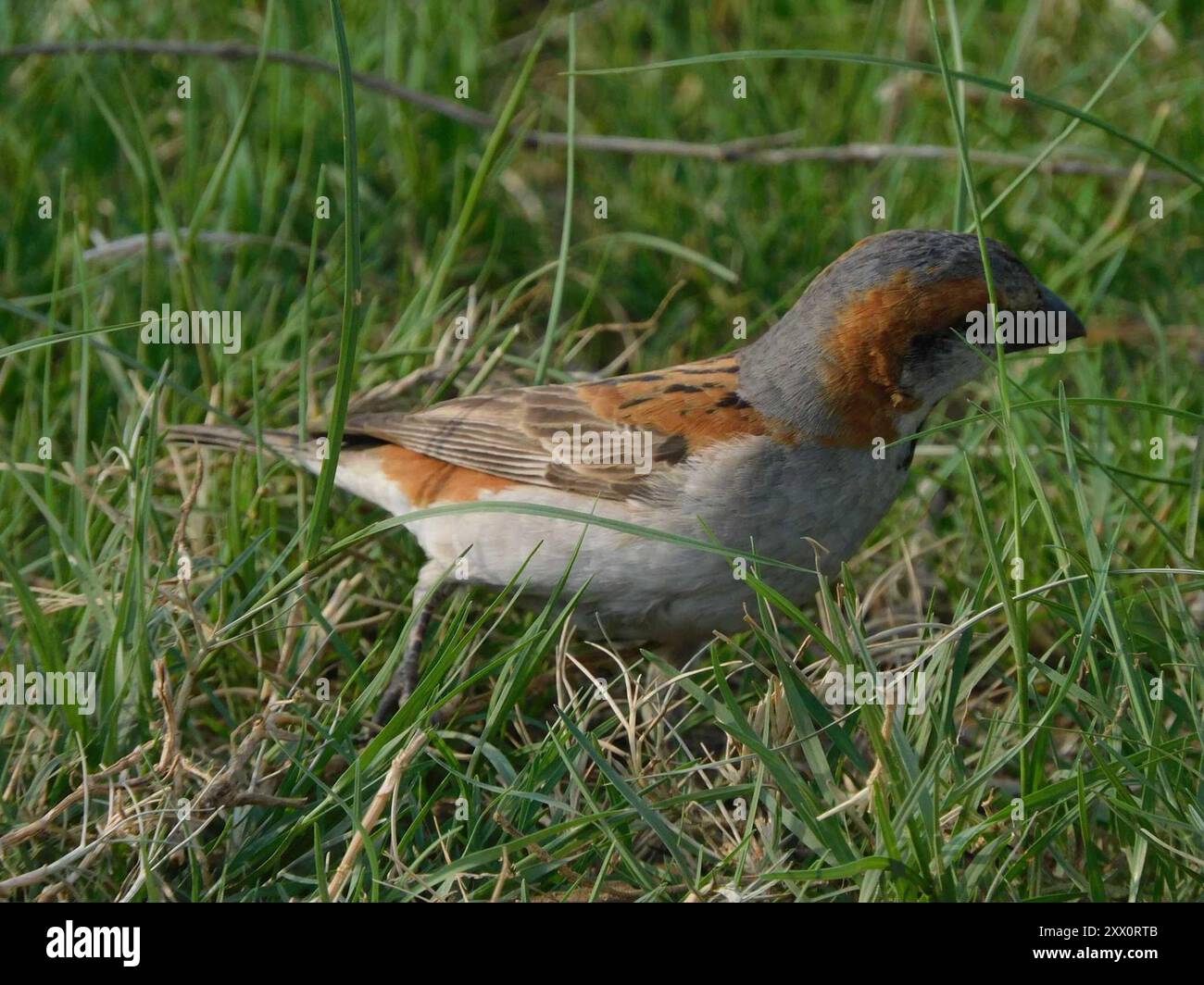 (Passer motitensis subsolanus) Aves Stock Photo - Alamy
