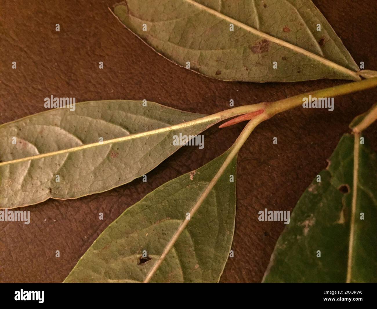 southern wild raisin (Viburnum nudum) Plantae Stock Photo - Alamy