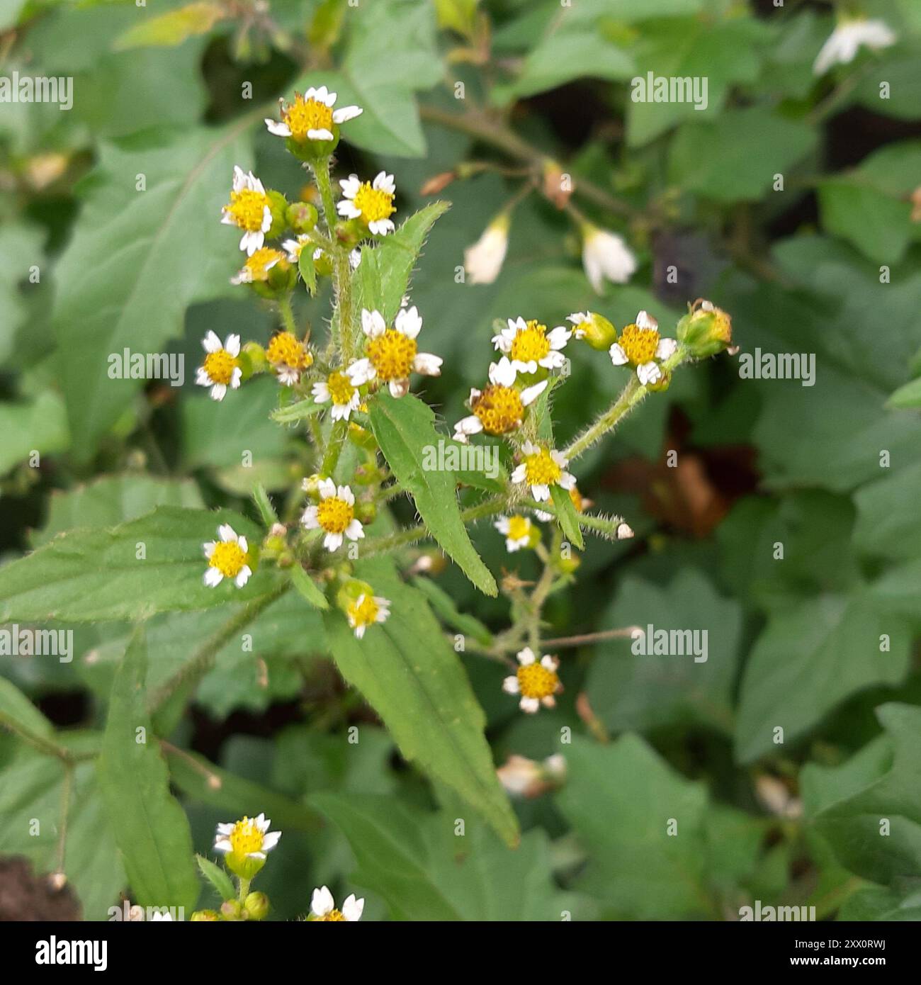 shaggy soldier (Galinsoga quadriradiata) Plantae Stock Photo - Alamy