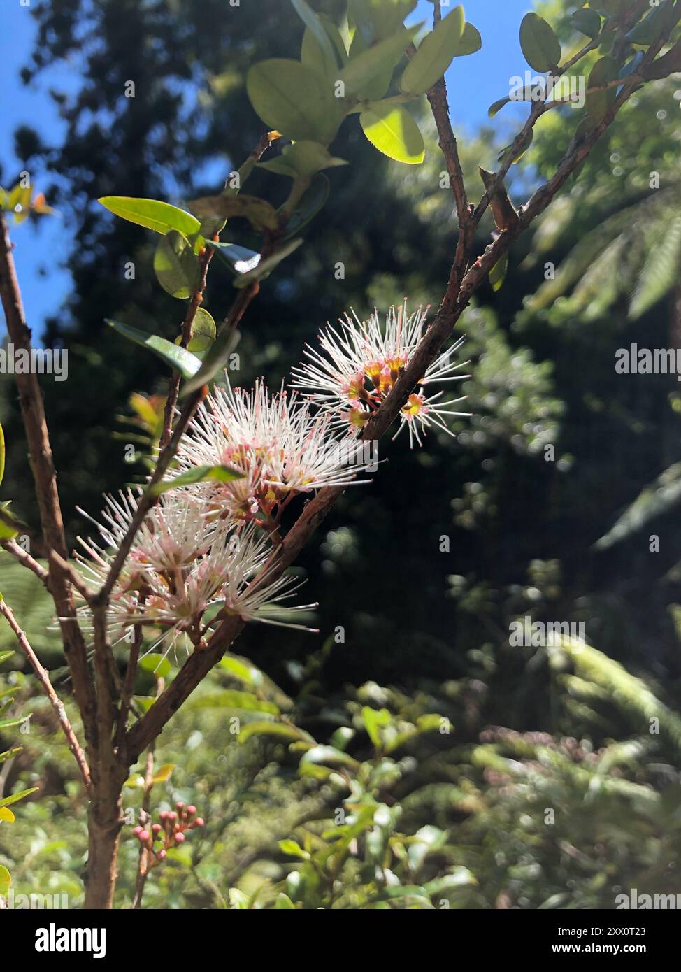 white climbing rātā (Metrosideros diffusa) Plantae Stock Photo - Alamy