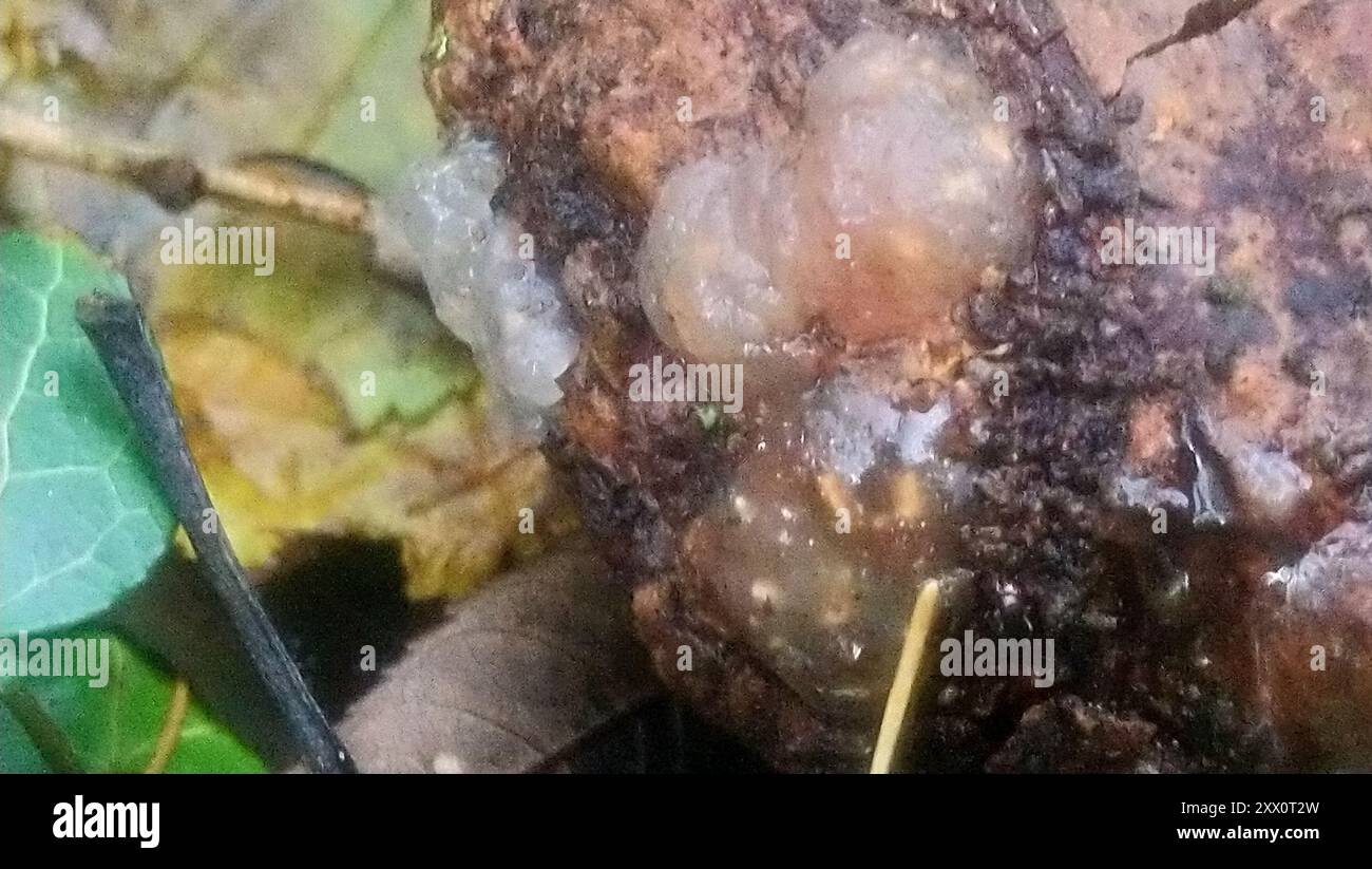 Crystal brain fungi hi-res stock photography and images - Alamy
