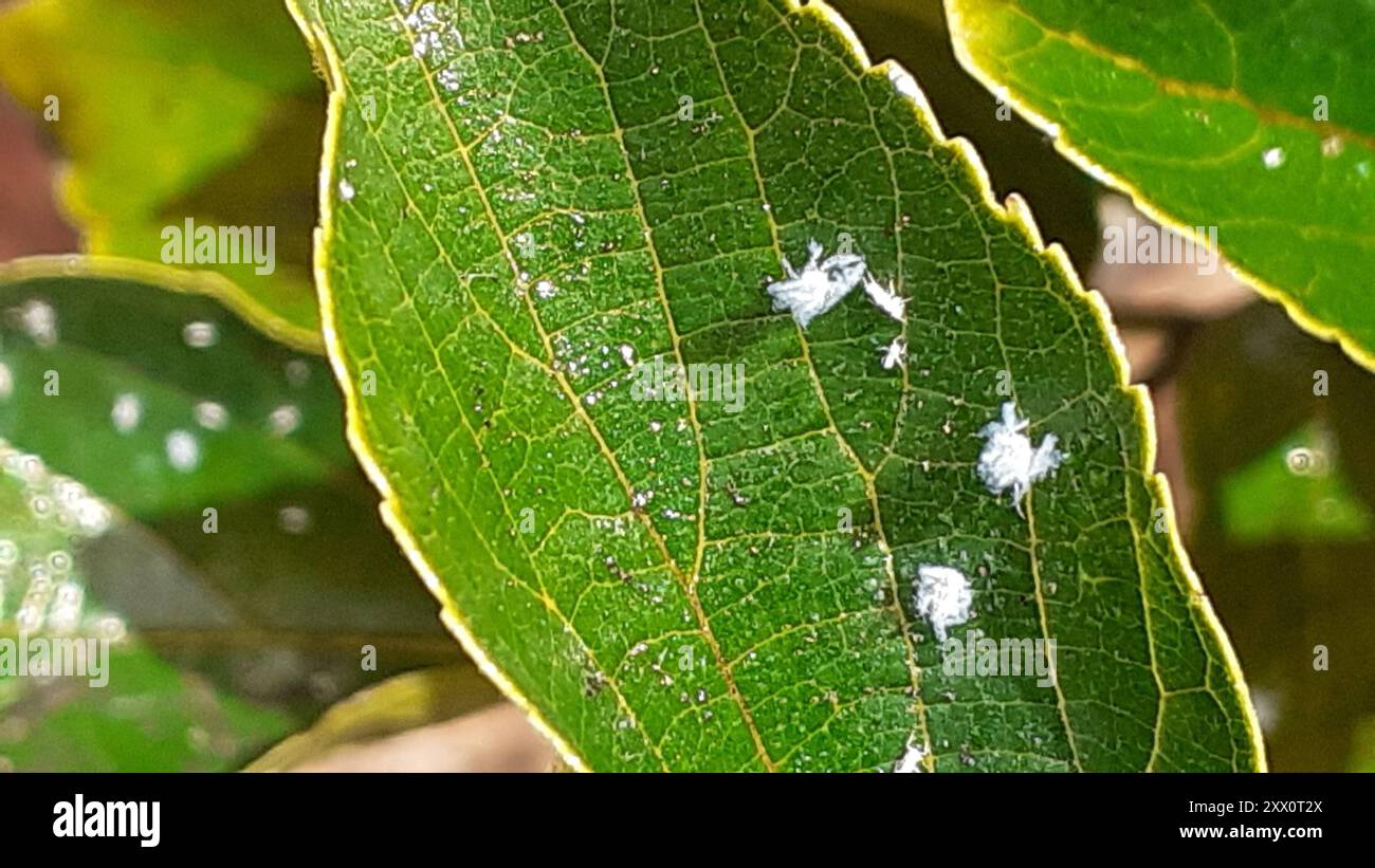 Plant-parasitic Hemipterans (Sternorrhyncha) Insecta Stock Photo - Alamy