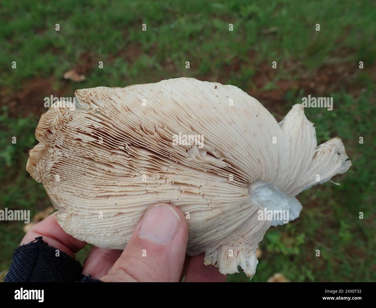 Beefsteak Termite Mushroom (Termitomyces umkowaan) Fungi Stock Photo ...