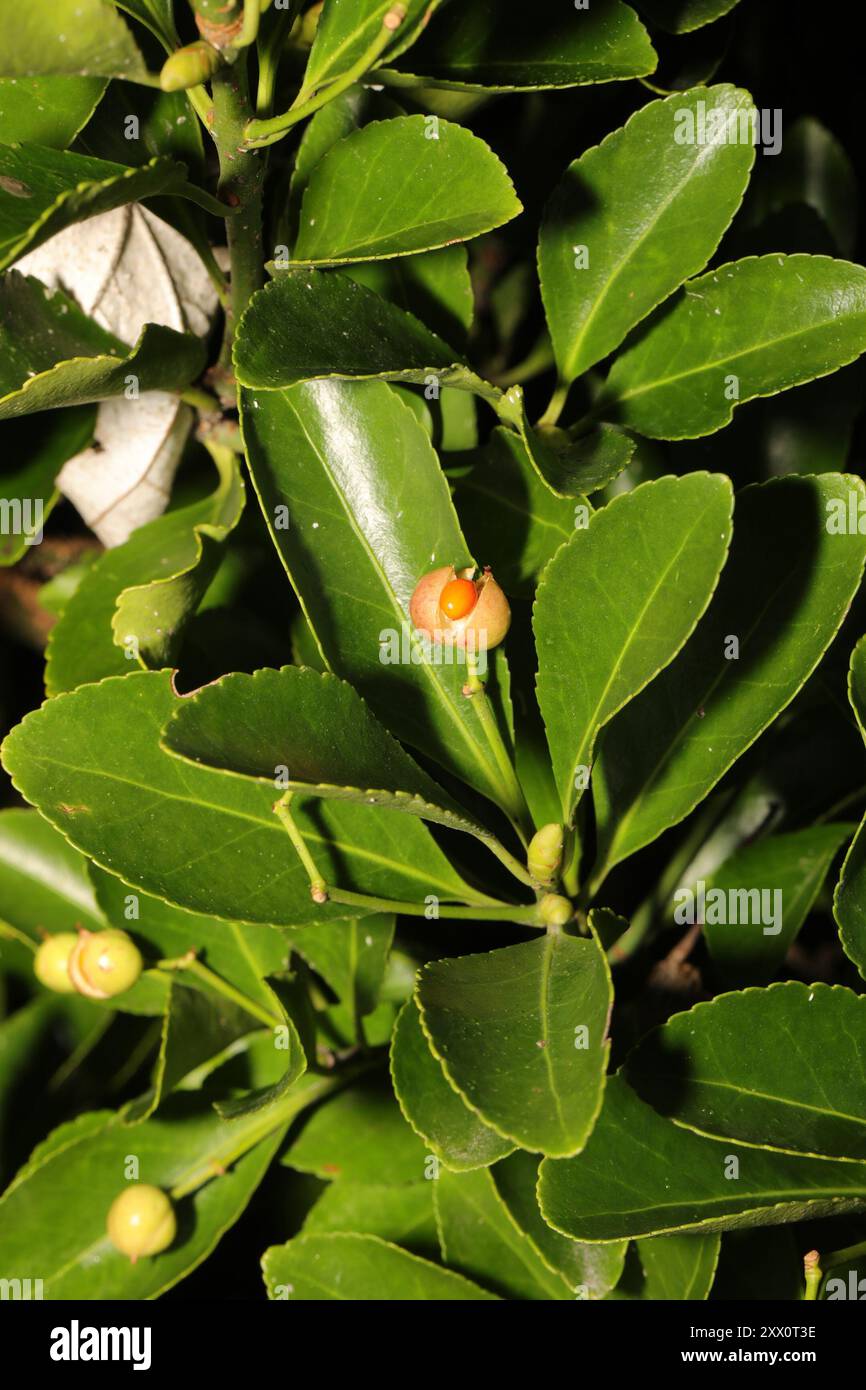 Japanese spindle tree (Euonymus japonicus) Plantae Stock Photo - Alamy