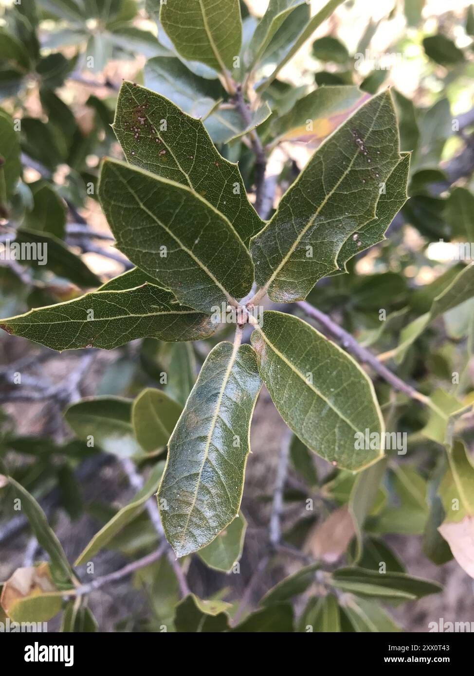 Emory oak (Quercus emoryi) Plantae Stock Photo - Alamy